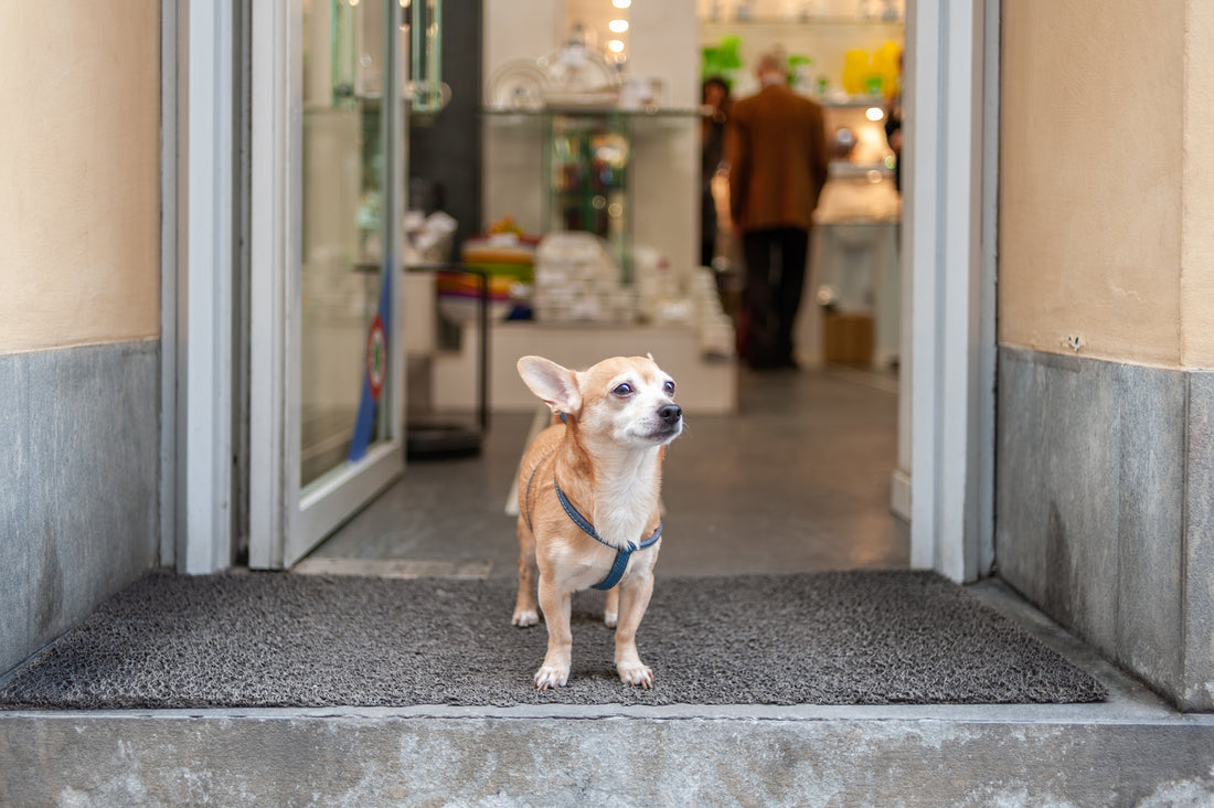 “supdog: Premium Dog Products for Happy Tails | Shop Now!”