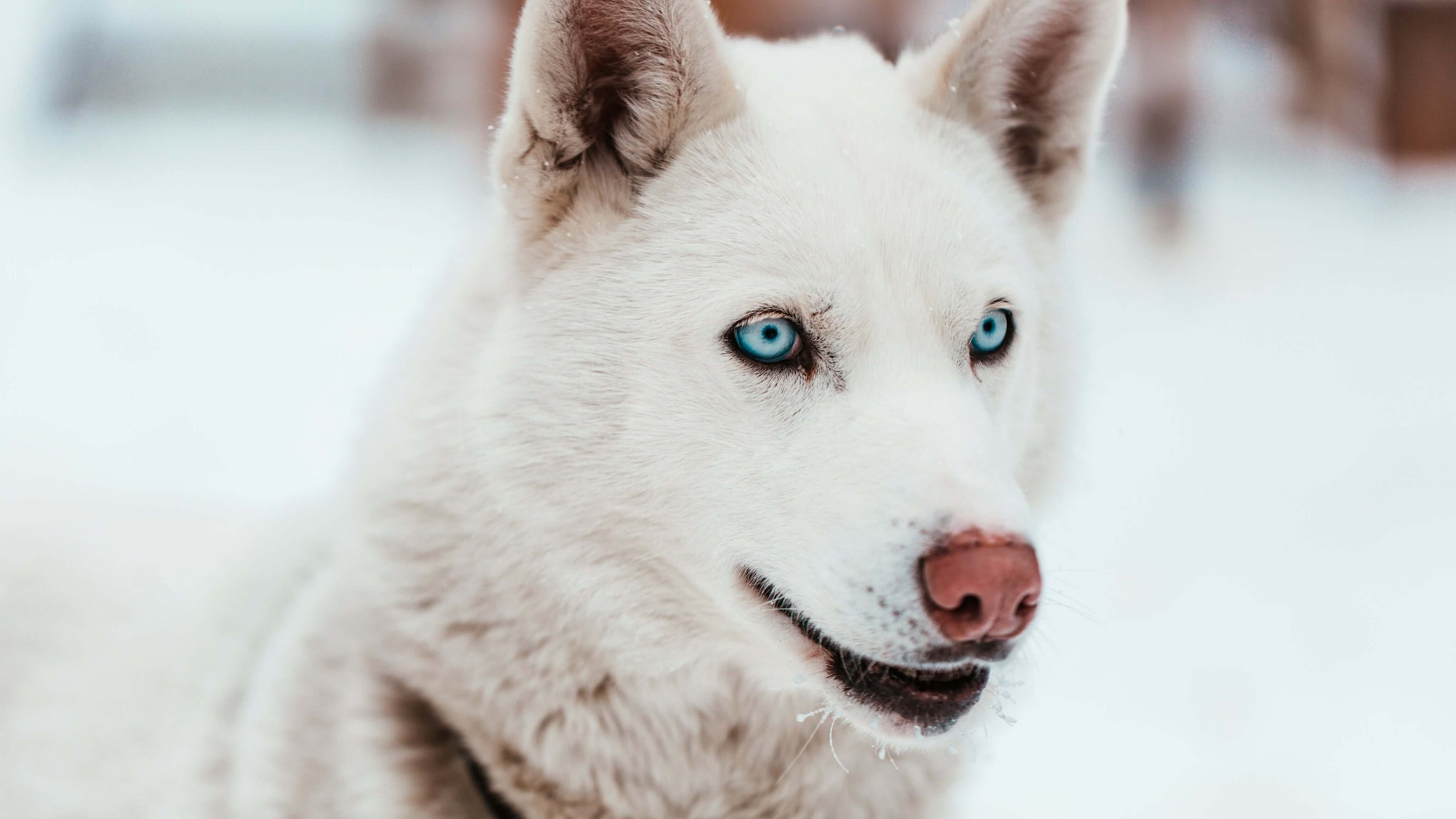 “supdog: Premium Dog Products for Happy Tails | Shop Now!”